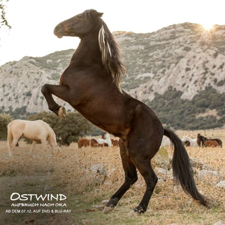 Ostwind 3 - filmpferde